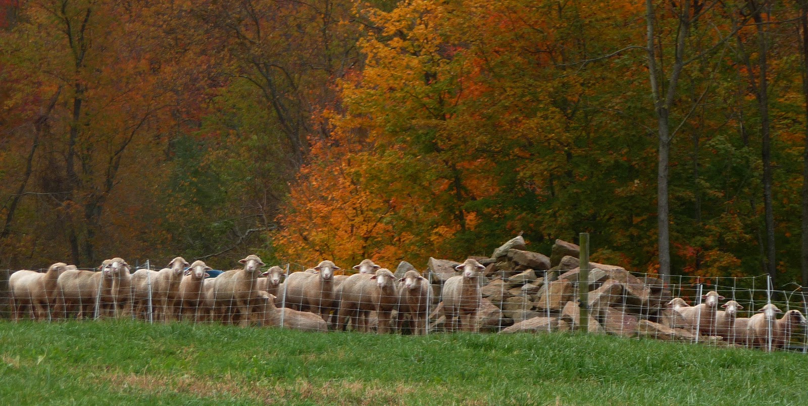 Wild Rose Farm: 2012