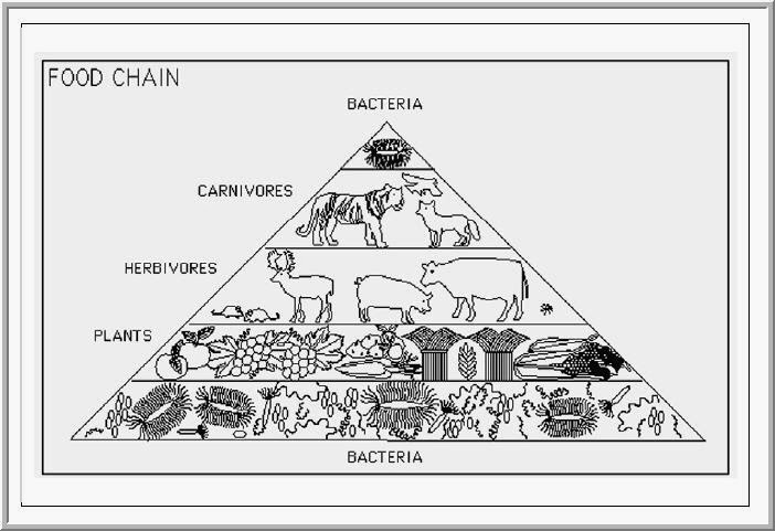 S T R A V A G A N Z A: FOOD CHAINS AND WEBS