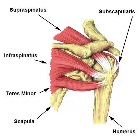 Infraspinatus Origin And Insertion