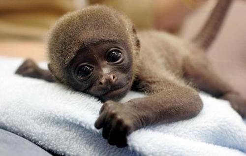 Funny Pictures Gallery: Cute baby monkeys, cute baby monkey, cute baby ...