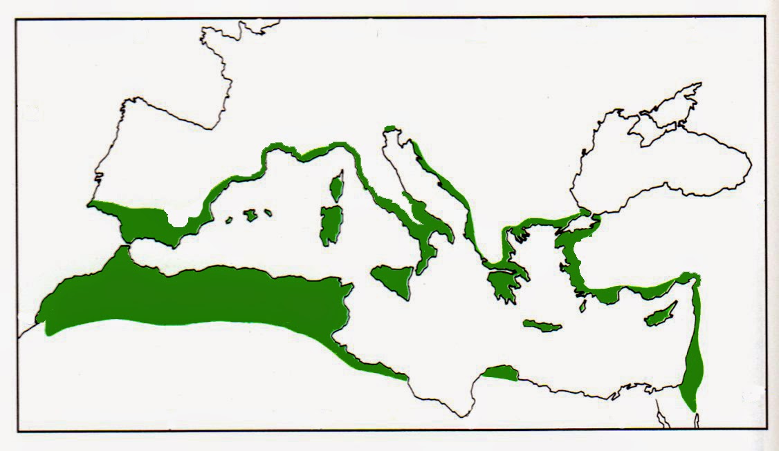 Repoblación autóctona - Algarrobos - Principal