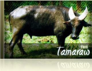 Tamaraw ~ World Extinct Animals