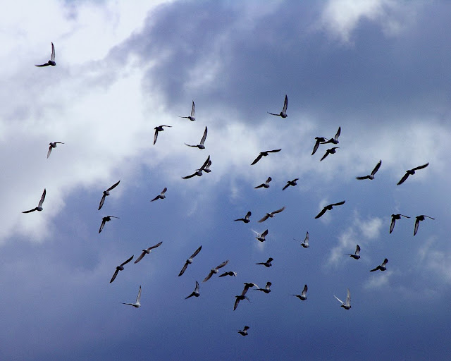 Din Delta Dunării: Ziua Mondială a Păsărilor Migratoare