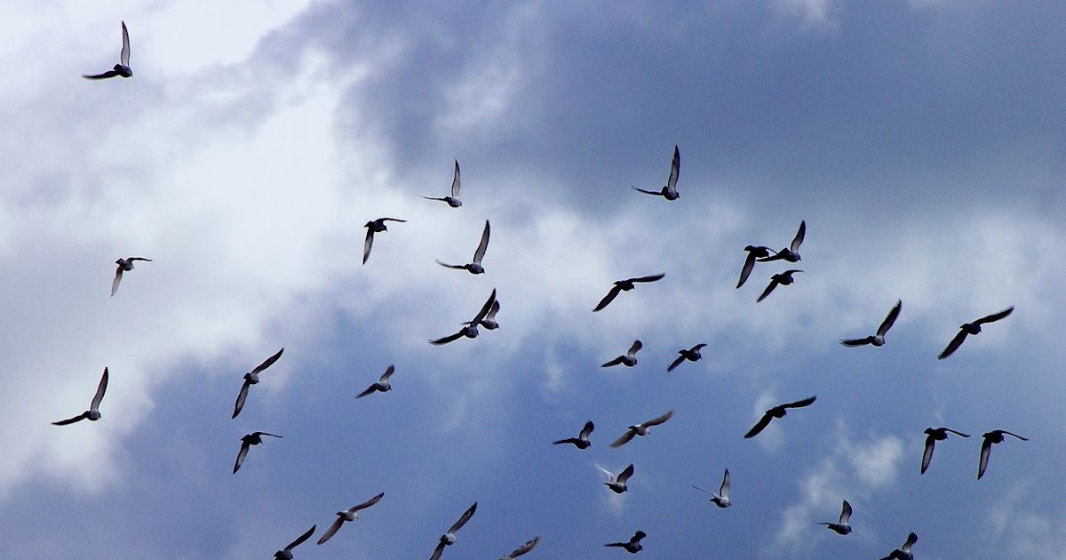 Din Delta Dunării: Ziua Mondială a Păsărilor Migratoare