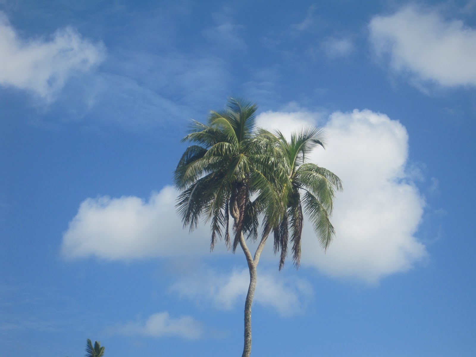 Thornes-in-Tarawa: A Week in Tonga