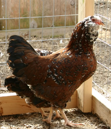 Breed Savers: Russian Orloffs