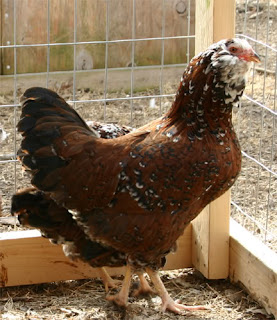 Breed Savers: Russian Orloffs