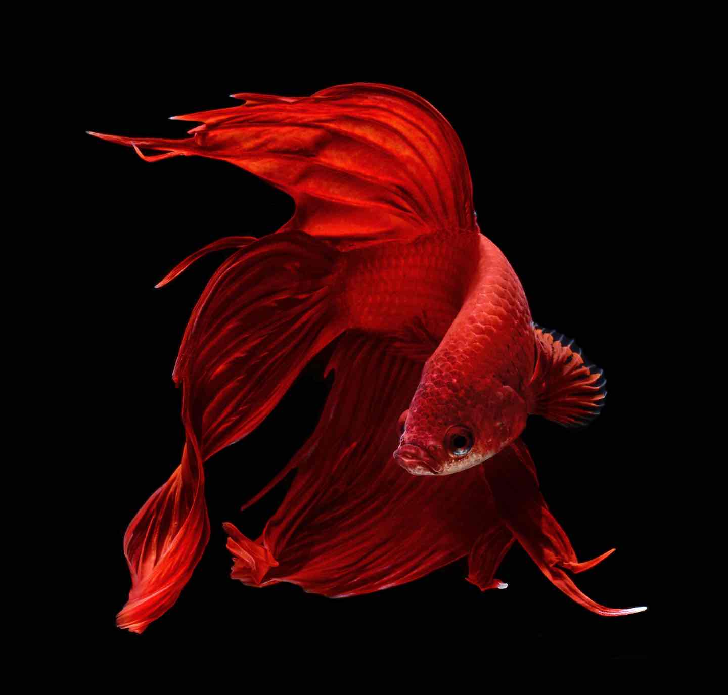 :: Alexandra Proaño 3D - Green Pear Diaries ::: Visarute Angkatavanich ...