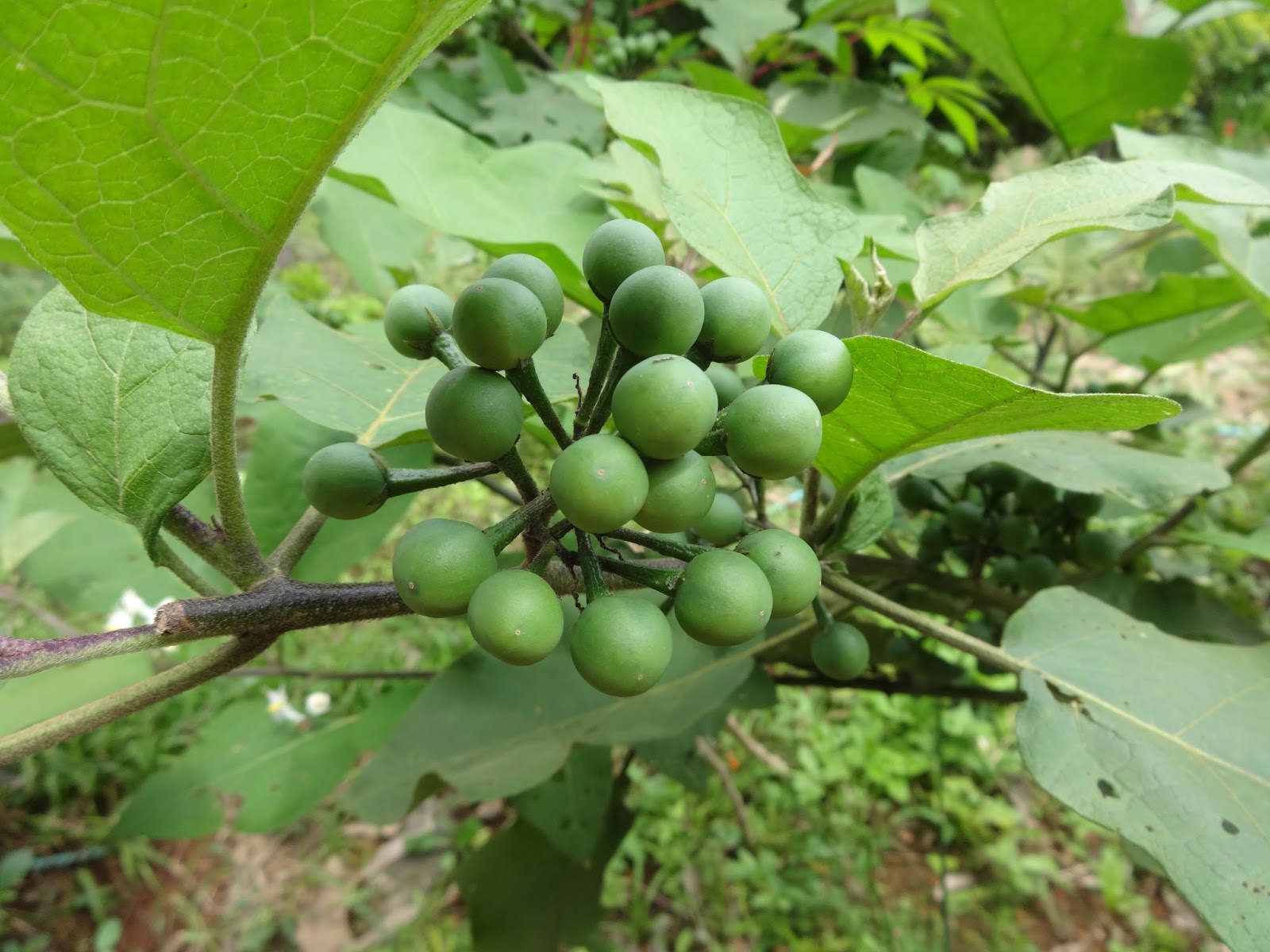 Herbs from Distant Lands: Solanum torvum - Pea Aubergine, Susumber ...