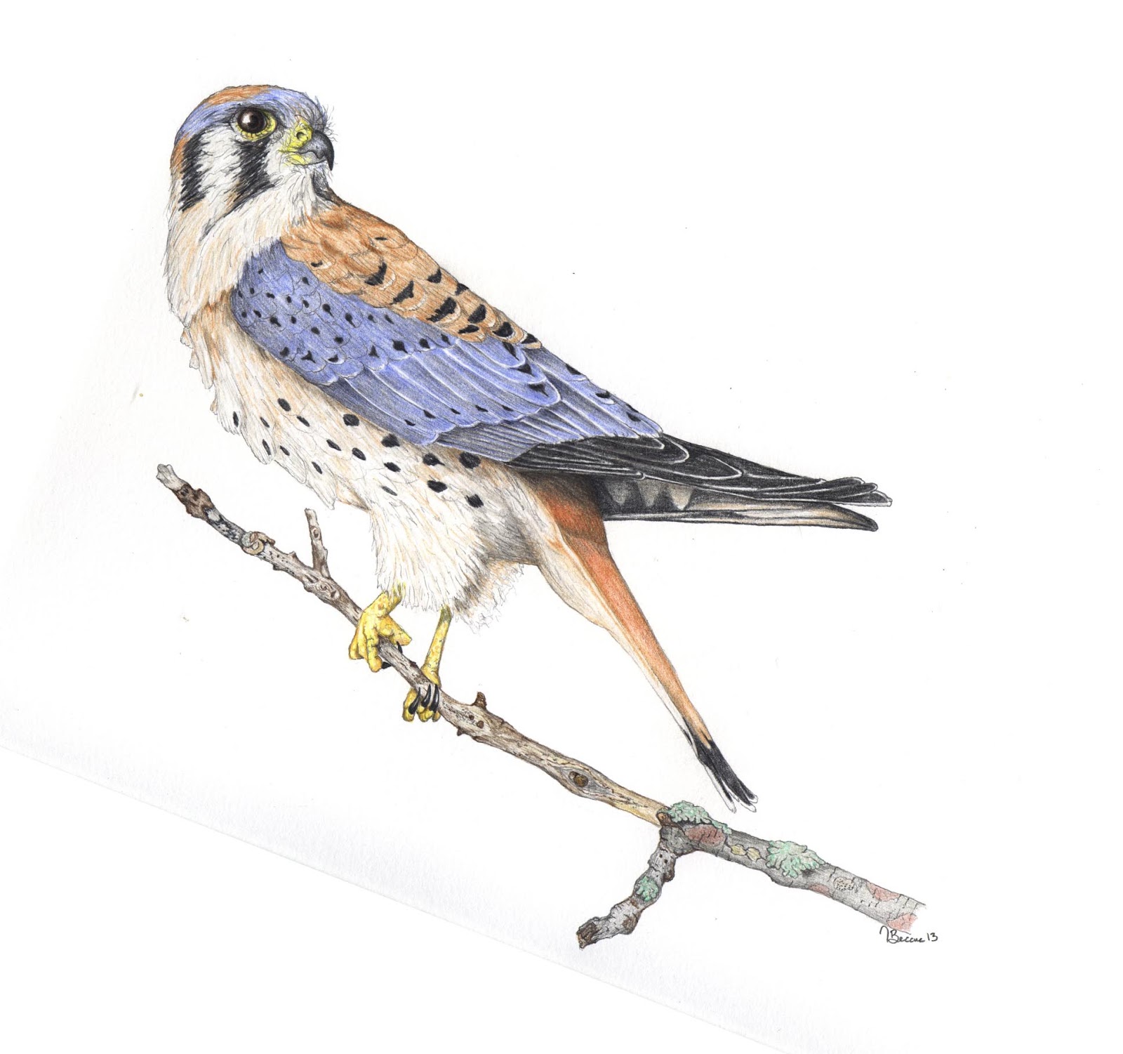 Sketching in Nature: American kestrel