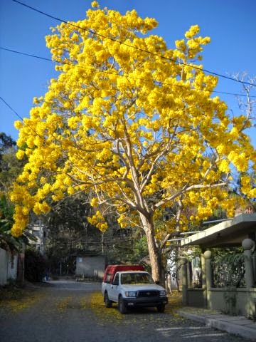 Talk O' Oaxaca: Trees of Oaxaca (Part 2)