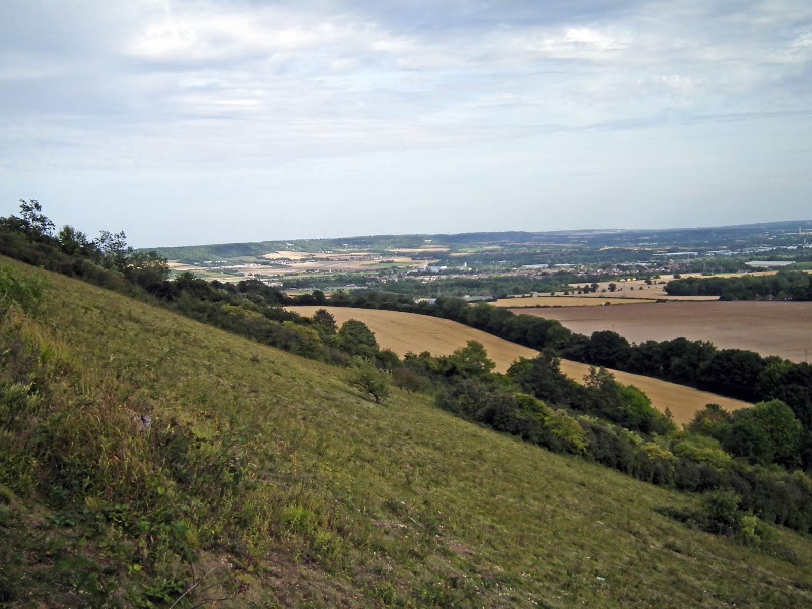 Holly Hill Delights, nr Snodland, Kent. 3rd August 2016