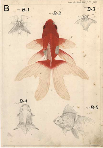 Goldfish Garage: A Two Car Fishroom: Embryonic Development of Goldfish