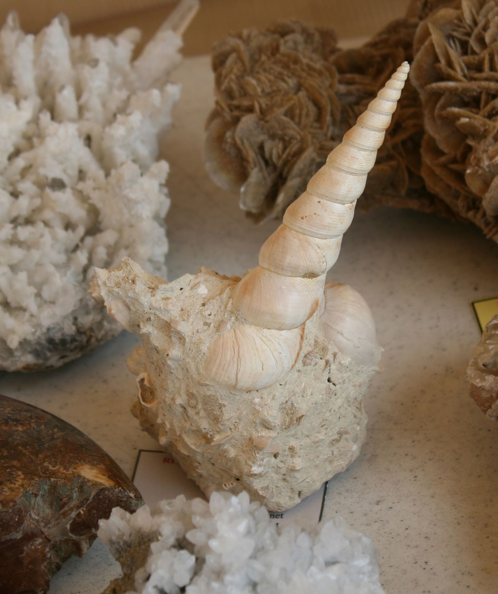Louisville Fossils and Beyond: Bloomington Indiana Mineral-Fossil Show