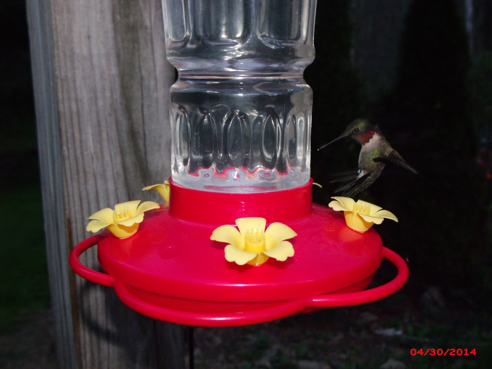Hummingbird Habitat: The Hummingbirds Migration