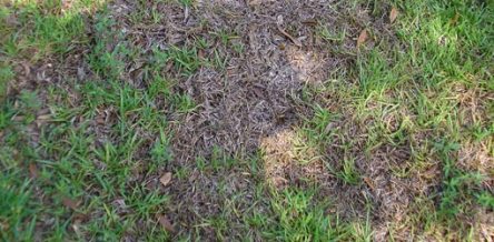 How to Kill Fungus on Your Lawn - Best Manual Lawn Aerator