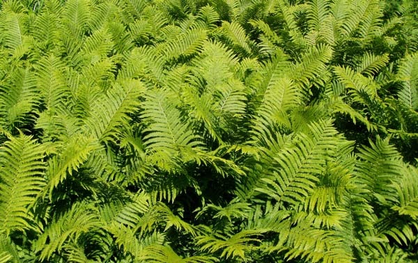 GoGardenNow - The Gardening Blog: Inspiring Fiddlehead Ferns