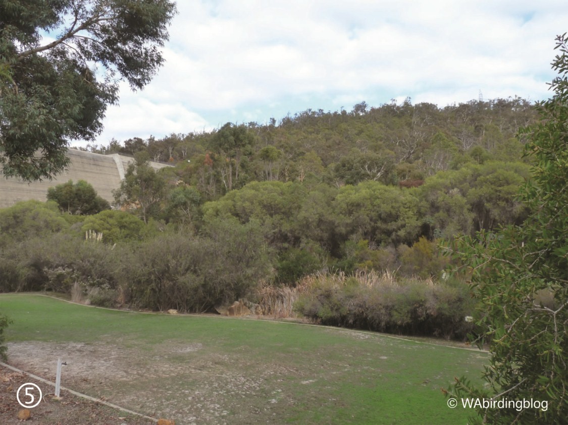 Leeuwin Current Birding: Victoria Dam: Perth's Hidden Endemic Hotspot