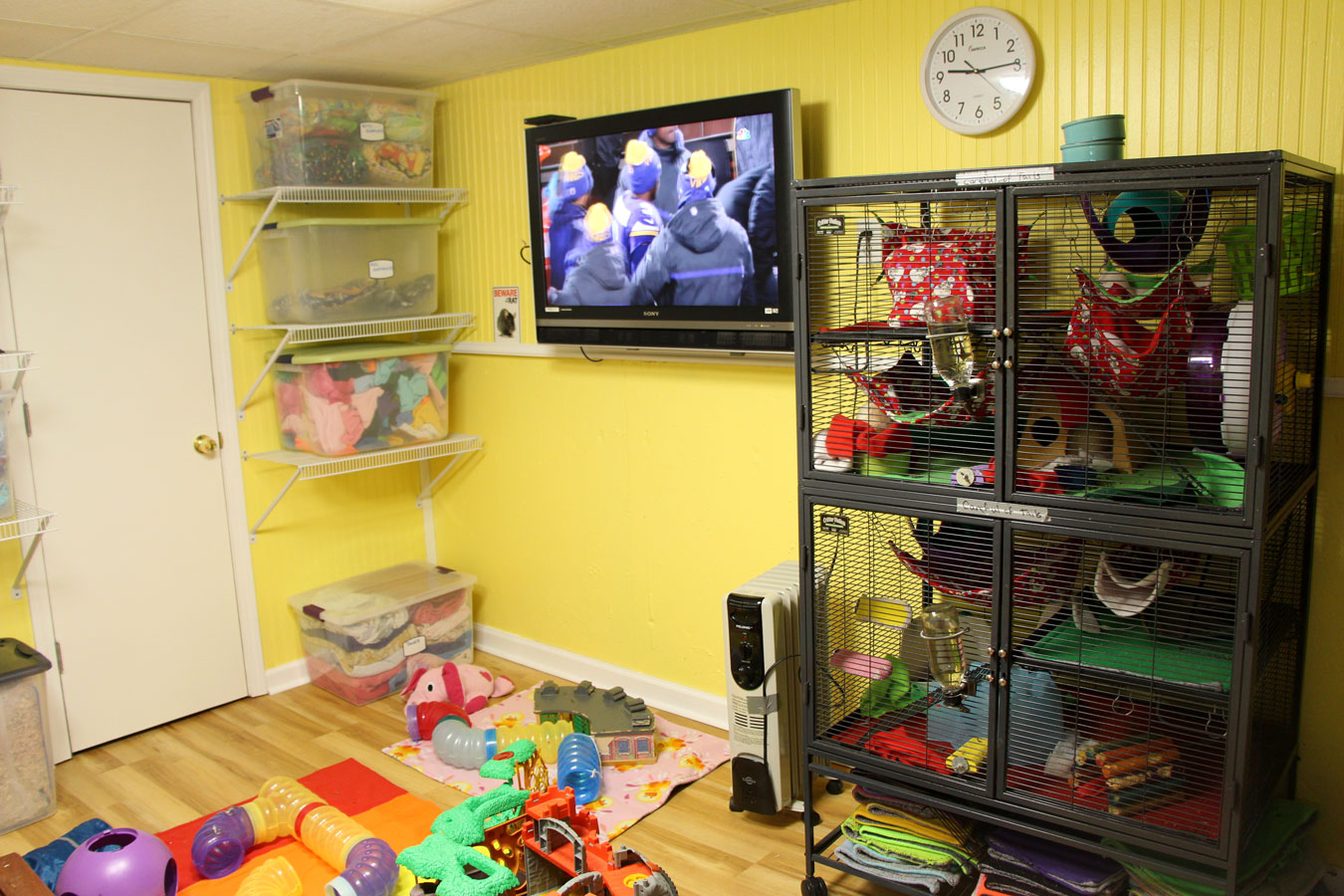 Ratropolis: The Rat Room Remodel