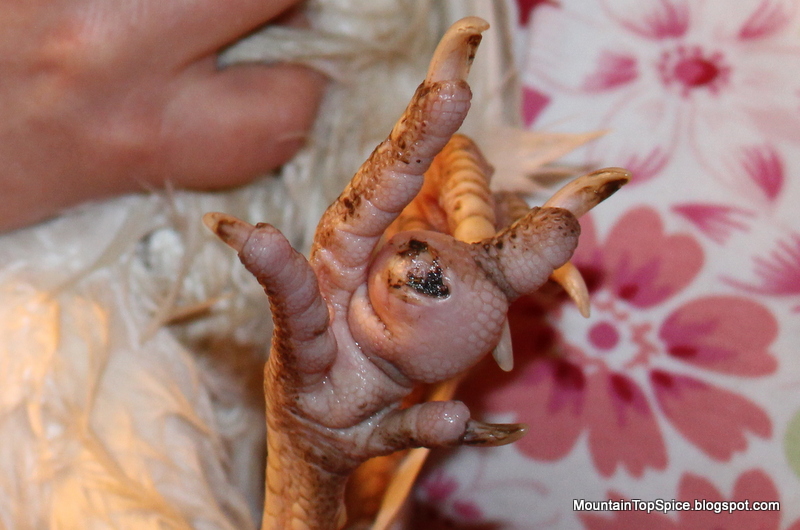 BUMBLEFOOT.... More Chicken Drama | Mountain Top Spice