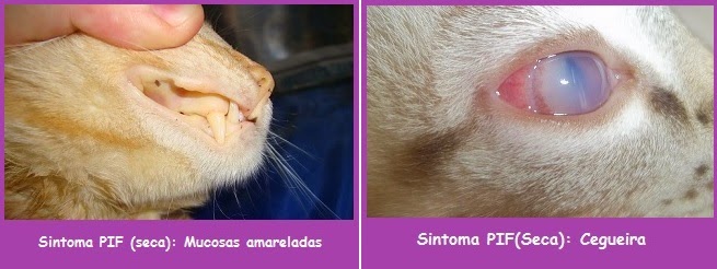 Peritonite Infecciosa Felina (PIF): Sintomas, tratamento e prevenção