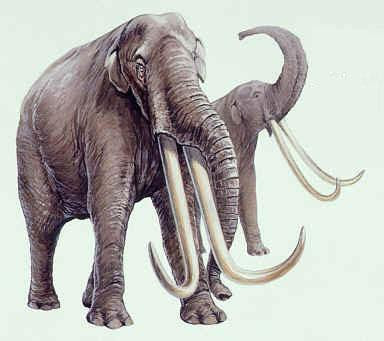 Stegodon Luzonensis: Elephant relatives once lived in the Philippines ...