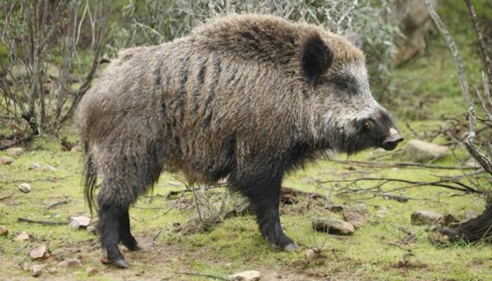 Símbolos, Mitos y Arquetipos: El Jabali, símbolo y arquetipo del animal ...