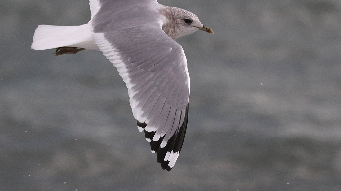 The Bruce Mactavish Newfoundland Birding Blog: Mew Gulls at Victoria ...