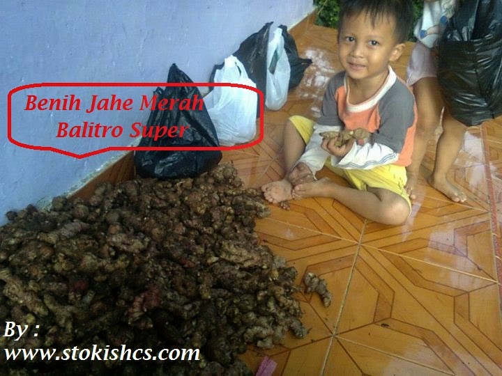 Sukses Ternak Modern