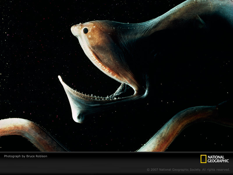 wowboom: ปลาไหลกรูเปอร์ ปลาน้ำลึก ปากกว้าง (Gulper eel)