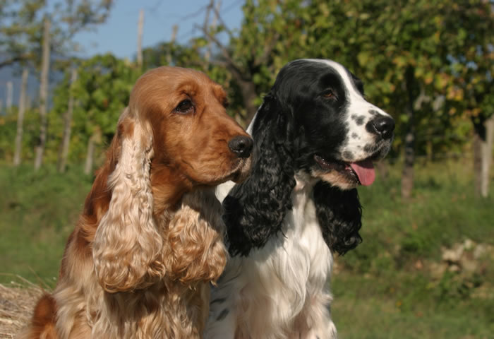 RAZAS CANINAS, un blog de perros.: COCKER SPANIEL INGLÉS