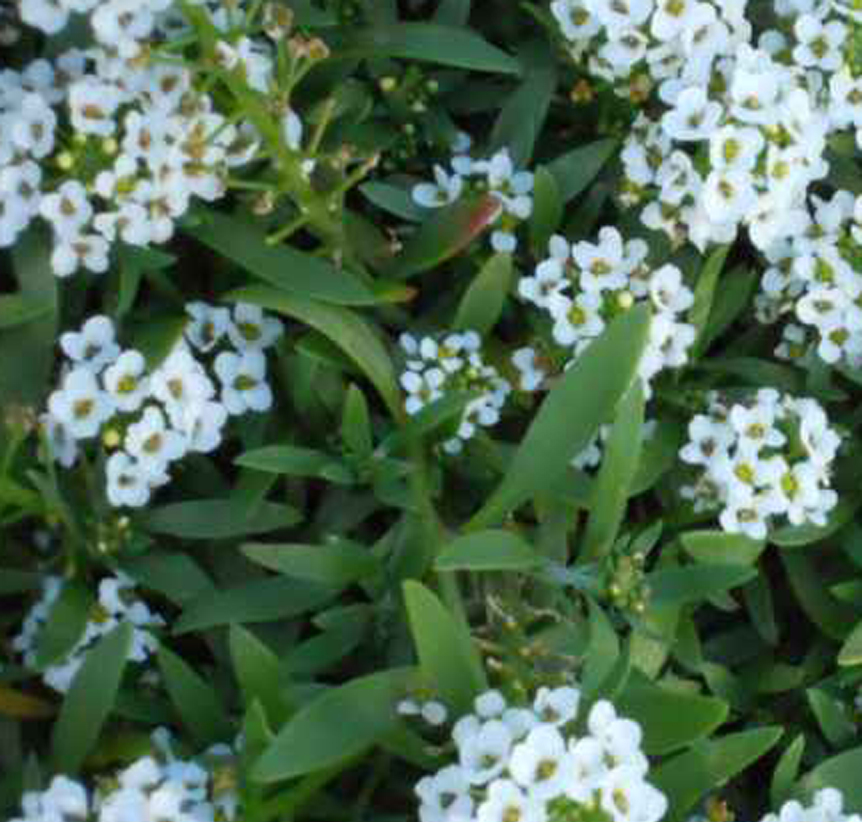 arbustosensevilla-encinarosa: Aliso marítimo / Alyssum maritimun ...