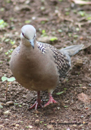 विरंगुळा