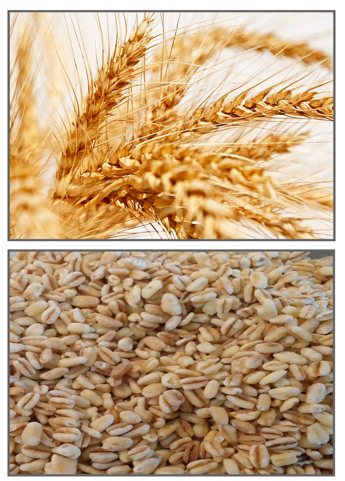 RECETAS DE COCINA DE "NUESTRA TIERRA".: ARROZ DE TRIGO MOLIDO.