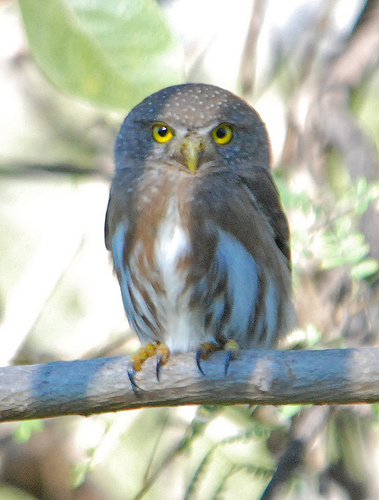 Tecolote Colimense: El Tecolote Colimense y sus curiosidades.