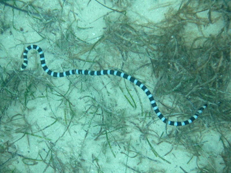 The Adventures of S/V Silhouette: Snorkeling Tonga