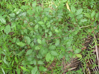 Wild Cherry or Ceylon Bignay- Ambilla | SL Flora