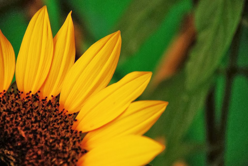 School Of Digital Photography: Using Backgrounds to Improve Your ...