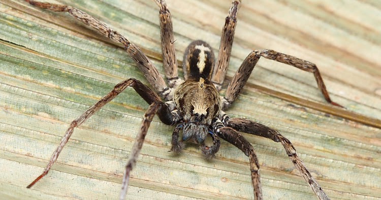 Variety of Life: Ctenidae