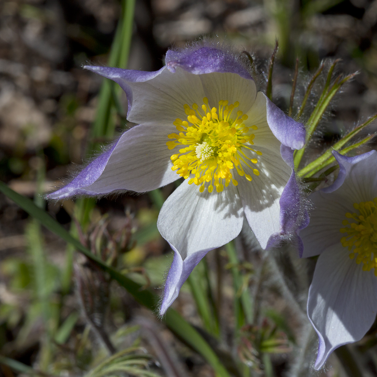 White Mountain Photography News: Harbinger of Spring