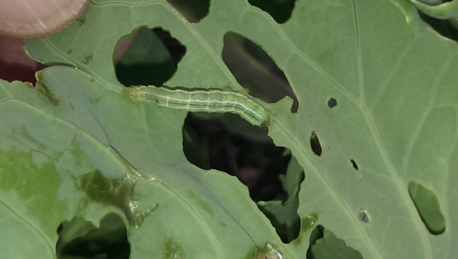Durham Council of Garden Clubs: Pest Spotlight: Cabbage Looper