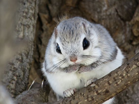 Japanese Dwarf Squirrel