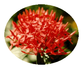 Een vertaling van Trefossa | blog