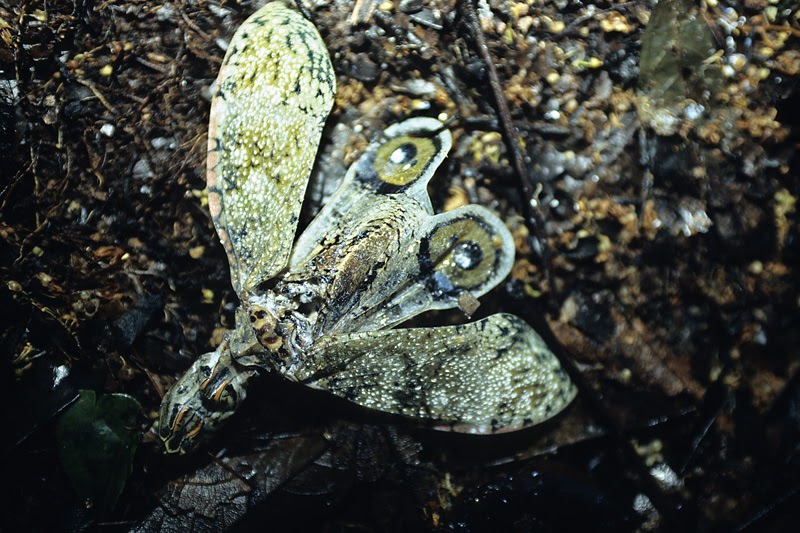 Colombia Tierra Herida: La Machaca