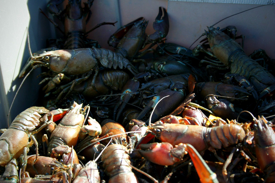 Cash Milk: Fresh Crayfish from the Delta