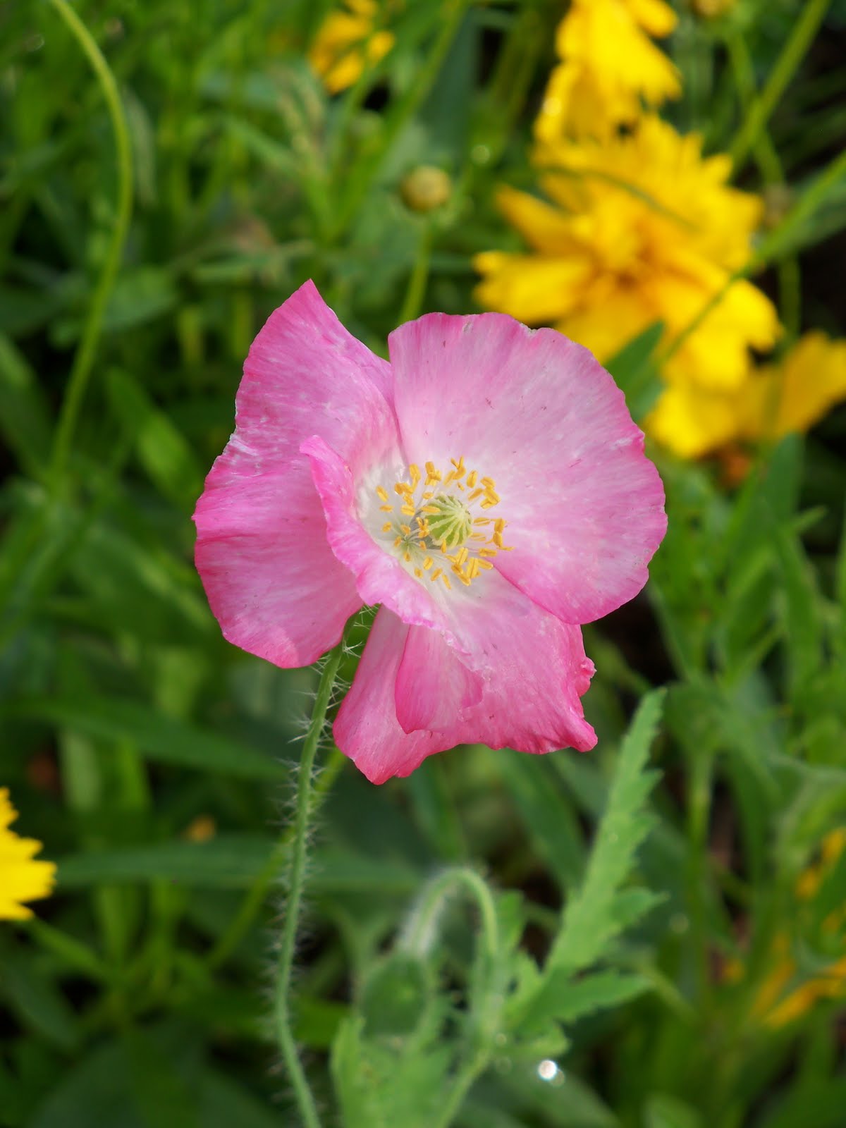 New England as I see it: Miniature Poppies