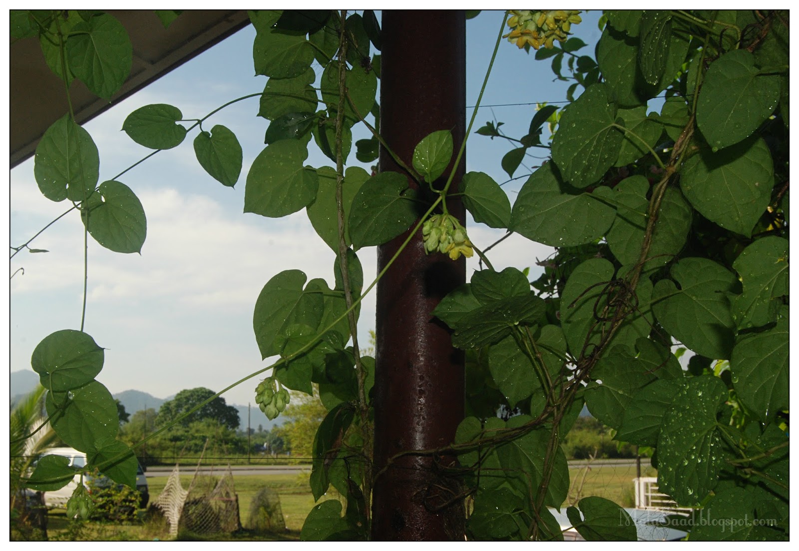 My Green Eye's: Bunga Tongkeng - Tonkin Jasmine