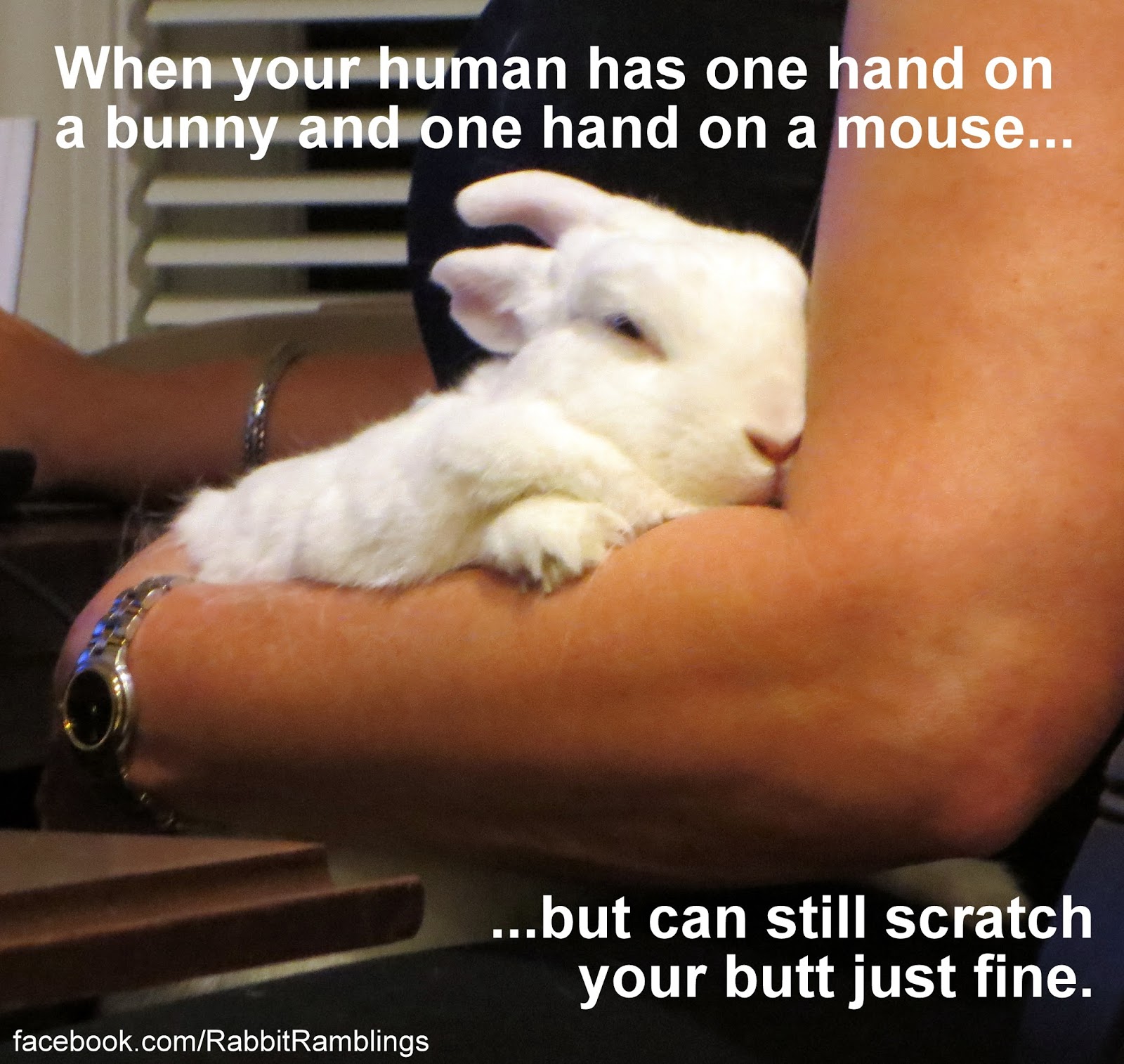 Rabbit Ramblings: RR Funny Bunny Memes