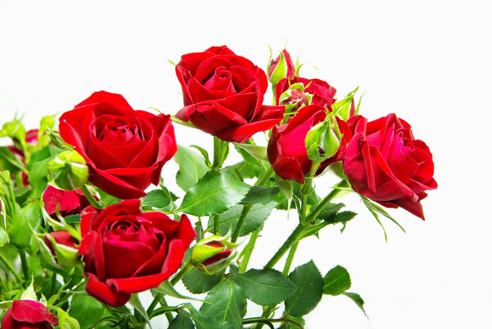 Flores Rojas, parte 3 - IMÁGENES PARA WHATSAPP ® y Fotos para perfiles