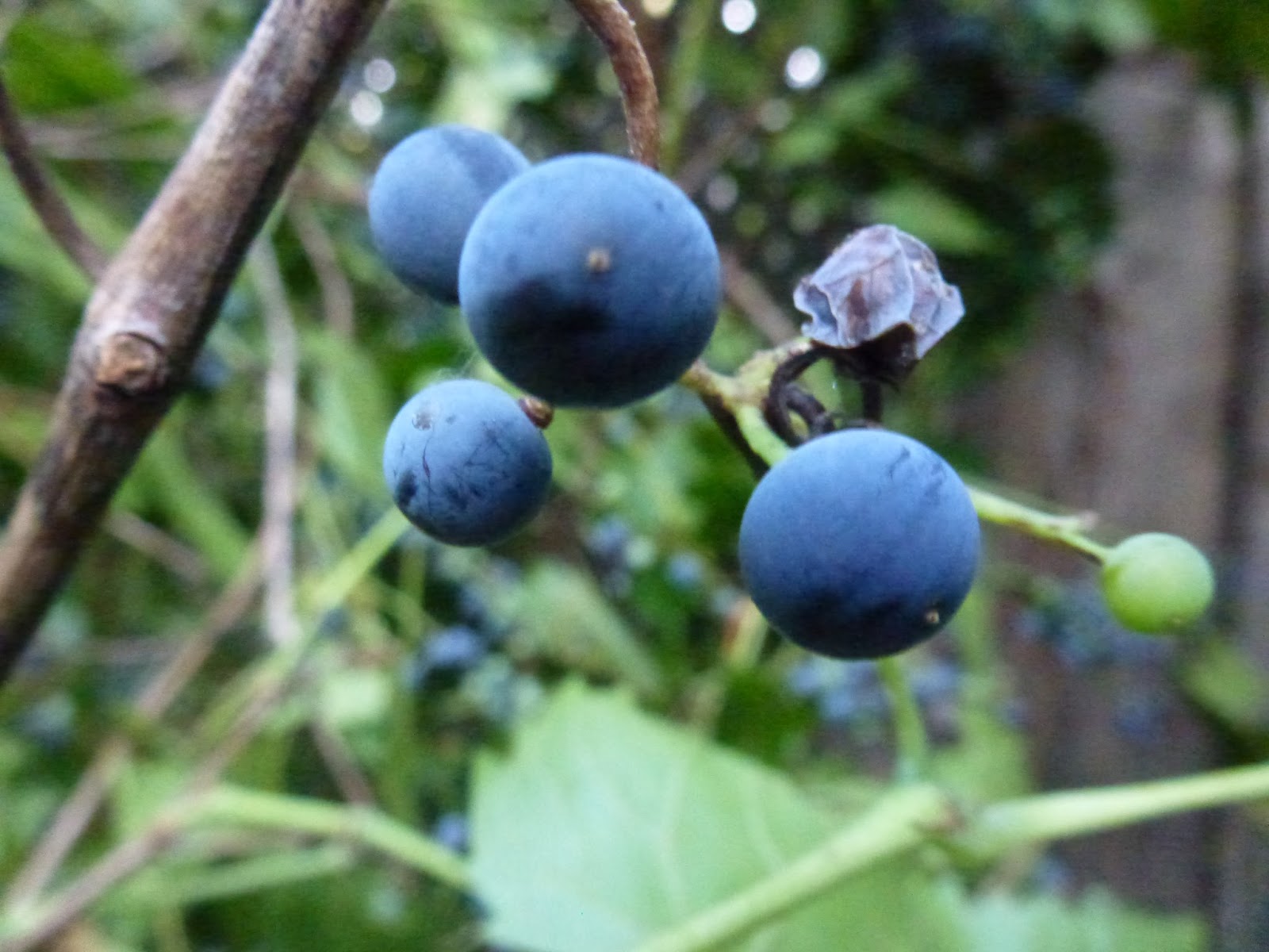 Little City Farm: Local superfood spotlight: Wild Grapes